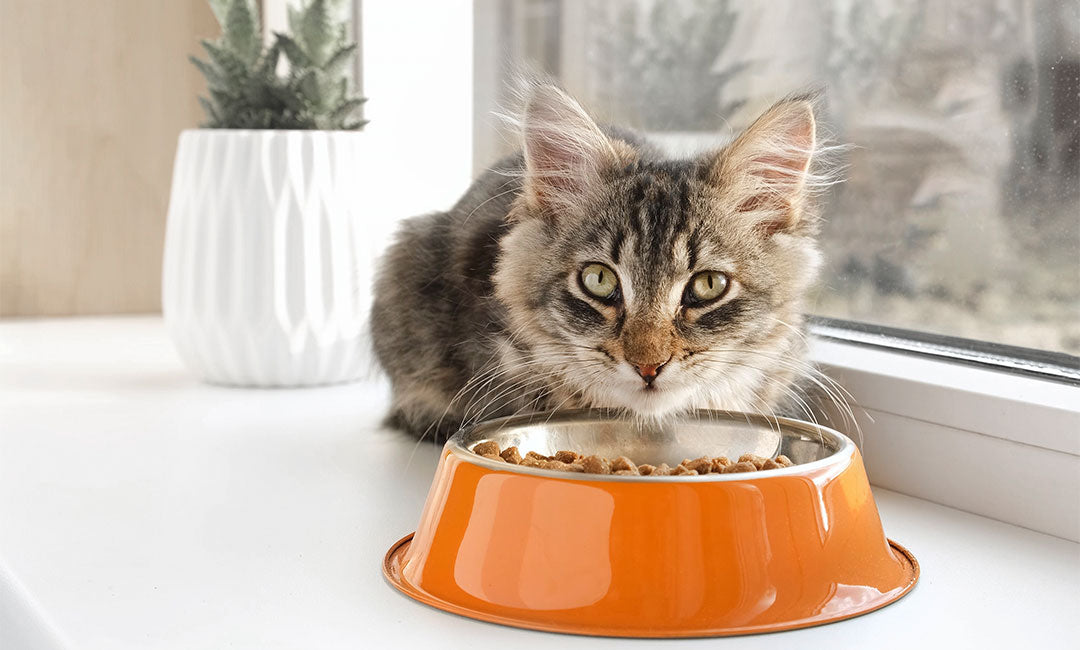 Understanding Your Feline Friend's Dietary Needs – Nurtured Paws