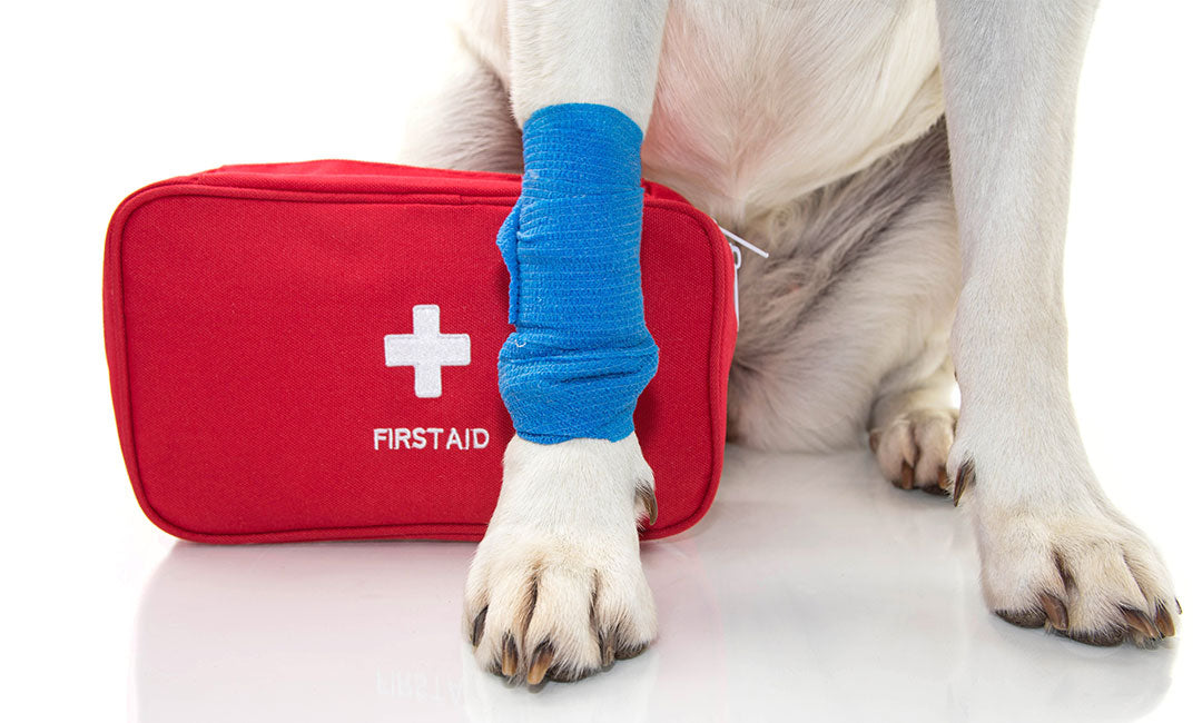 5 Things to Know About Pet First Aid – Nurtured Paws