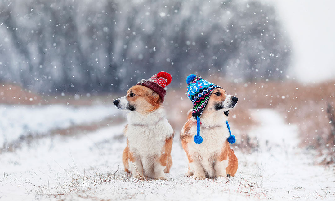 Cold Weather Care: A Guide to Winter Pet Grooming – Nurtured Paws