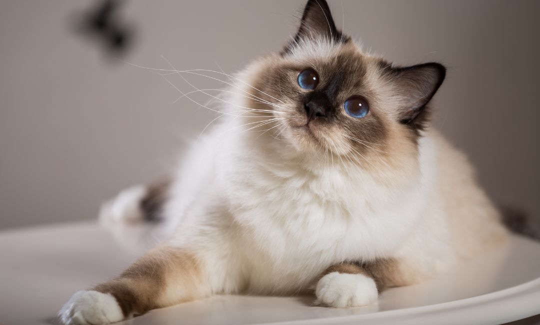 Pure Breed Cat Breeds You're Sure to Love – Nurtured Paws